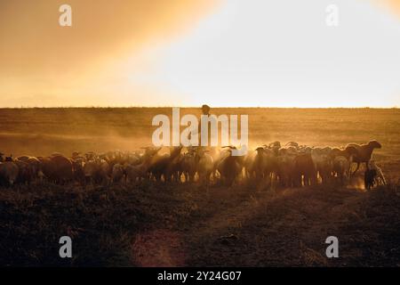 A shepherd young man with a stick, shepherds sheep and rams in t Stock ...