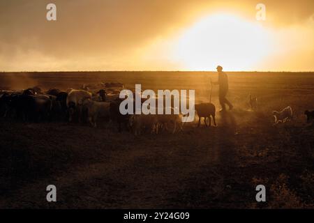 A shepherd young man with a stick, shepherds sheep and rams in t Stock ...