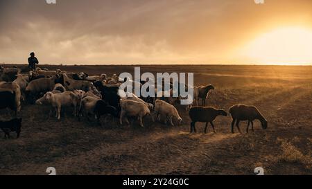 A shepherd young man with a stick, shepherds sheep and rams in t Stock ...