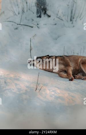 Wolf lying in snow in Ranua, Lapland Stock Photo - Alamy