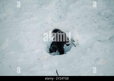 Wolverine digging in snow in Ranua, Lapland Stock Photo - Alamy