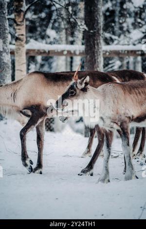 reindeer in an enclosure,lapland,finland Stock Photo - Alamy