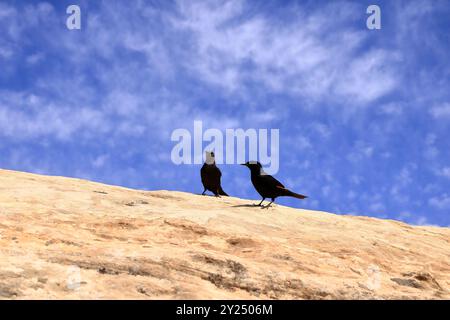 Birdwatching in Dana Biosphere Reserve in Jordan: Tristram's starling ...