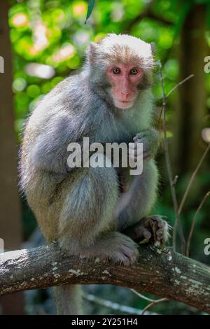 Formosan Rock Macaque (Macaca cyclopis) Mammalia Stock Photo - Alamy