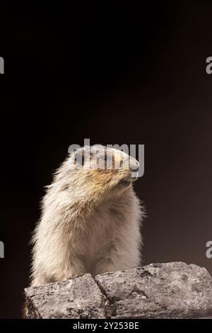 The cute Alpine marmots resting on the grass of the Alps with the mountainside on the blurred ...