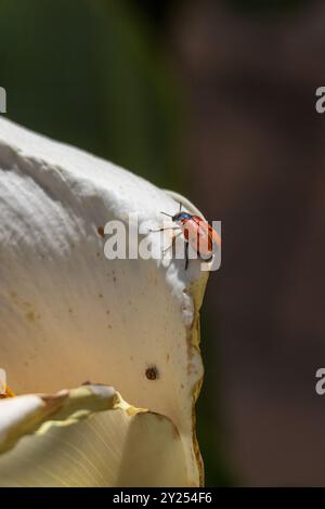 Case-bearing Leaf Beetles (Cryptocephalinae) Insecta Stock Photo - Alamy