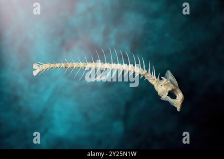 A Gilt-Head Bream axial skeleton on a beautiful deep blue-green (teal ...