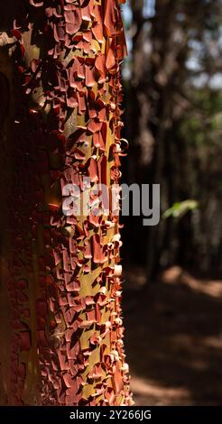 A tree trunk with a lot of bark peeling off. The bark is brown and has ...