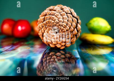 Pine cone back view to illustrate Fibonacci sequence in nature, with ...