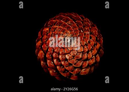 Pinecone back to illustrate Fibonacci sequence in nature, close-up ...