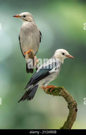 red-billed starling, Spodiopsar sericeus Stock Photo - Alamy