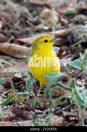 mangrove warbler, Paruline des mangroves, Setophaga petechia aureola ...