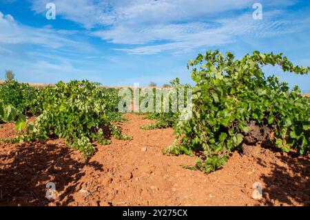 Spanish vineyard of white grape strains Stock Photo - Alamy