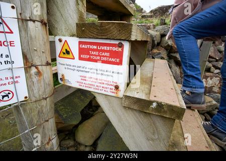 ulster way footpath wooden stile and flock of part shorn sheep in ...