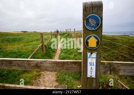 ulster way footpath wooden stile and flock of part shorn sheep in ...
