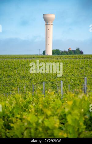 Summer on vineyards of Cognac white wine region, Charente, white ugni ...