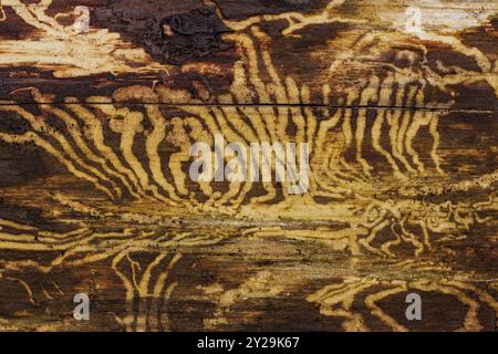 Book printer feeding marks in tree trunk Stock Photo - Alamy