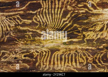 Book printer feeding marks in tree trunk Stock Photo - Alamy