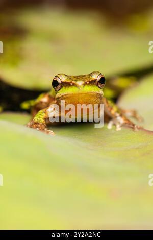 The wallum sedge frog, also known as the Olongburra frog or the sharp ...
