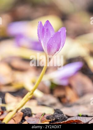 Autumn purple crocuses bloomed above the ground. Close-up of a group of ...