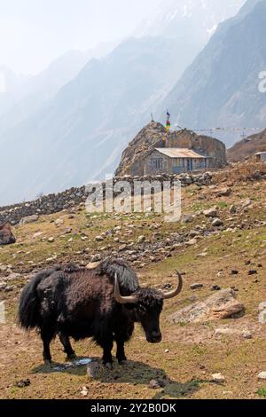 Yak in the Langtang Valley Stock Photo - Alamy