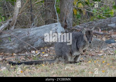 An endangered Proserpine Rock-wallaby (Petrogale persephone), Camp ...