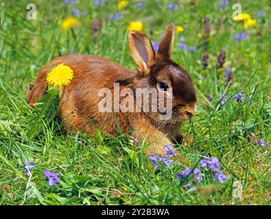 Dwarf rabbit in a spring meadow Stock Photo - Alamy