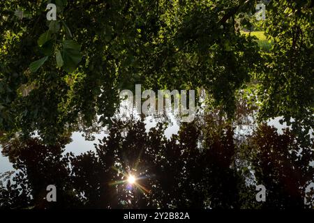 Tree leaves hanging down over a pond surface Stock Photo - Alamy