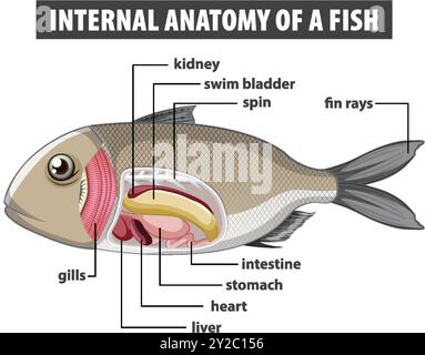 Detailed diagram of fish internal organs Stock Vector Image & Art - Alamy
