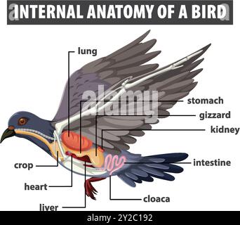 Internal anatomy of bird with organs illustration Stock Vector Image ...