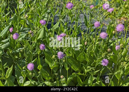 Knautia also known as Widow Flower Stock Photo - Alamy