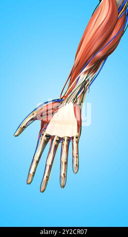 anatomy of the hand Stock Photo - Alamy
