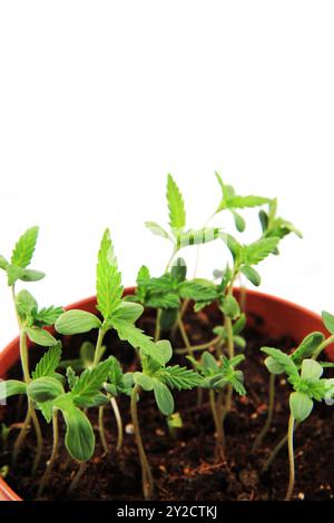 small marijuana plants isolated on the white background Stock Photo - Alamy