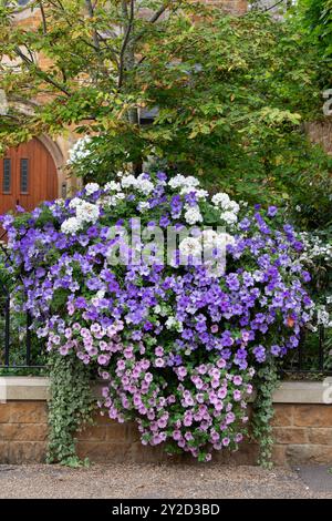 Petunia Flower Display. Oxfordshire, England Stock Photo - Alamy