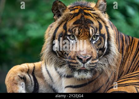 Detailed close up of the face of a Sumatran tiger in a UK zoo Stock ...