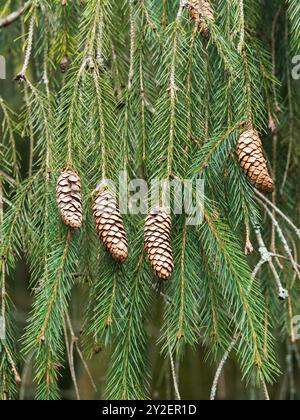 Seed cones of the columnar evergreen conifer, purple-coned spruce ...