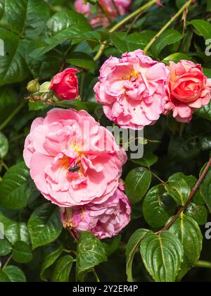David Austin pink Strawberry Hill English shrub rose (Ausrimini) in ...