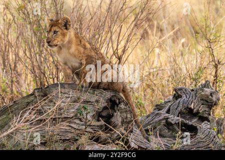 A lone Lion cub standing on a rocky mound. Photographed in Tanzania in ...