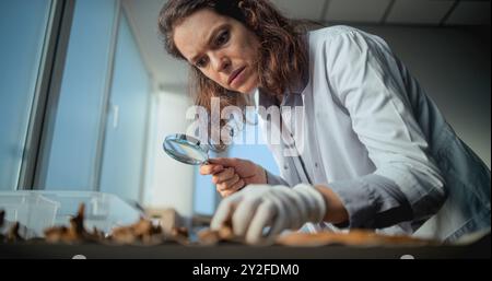 Female scientist works with specimen collection of fossil remains in archaeological laboratory ...