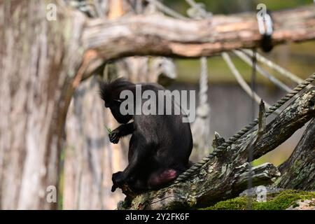 Monkey at Borås zoo Stock Photo - Alamy