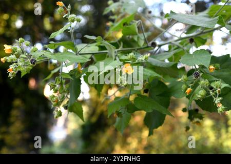 hairy indian mallow Stock Photo - Alamy