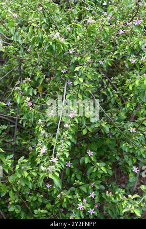 Crossberry (Grewia occidentalis) is a small tree native to southern ...
