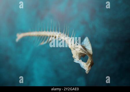 A Gilt-Head Bream axial skeleton on a beautiful deep blue-green (teal ...