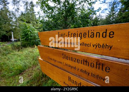 Lindberg, Germany. 10th Sep, 2024. A young wolf stands in the enclosure ...