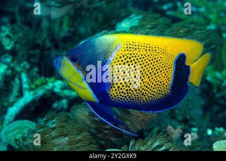 Blue girdled angelfish, Pomacanthus navarcus, Raja Ampat Indonesia ...
