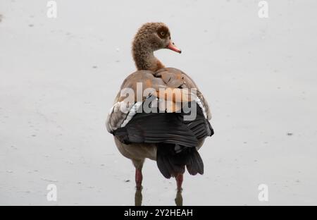 backside of brown goose standing in shallow water Stock Photo - Alamy