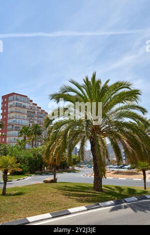 Spectacular Spanish Skyline: Towering High-Rises and Swaying Palm Trees ...