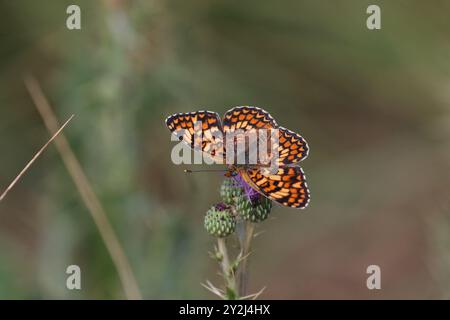 A very fresh Knapweed Fritillary butterfly - Melitaea phoebe Stock ...