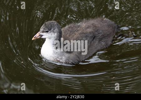 Coot feeds on aquatic plants, insects, and small fish. Photo taken in ...