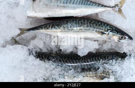 Mackerel fish on ice. Mackerel is consumed worldwide. As an oily fish ...